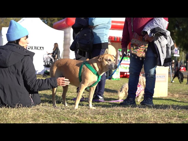 Vicente López festejó el Día del Perro junto a Purina - Portal de ...